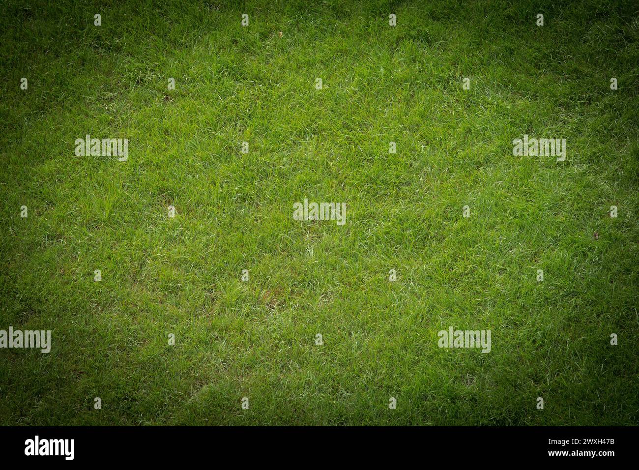 Green vignette texture hi-res stock photography and images - Alamy