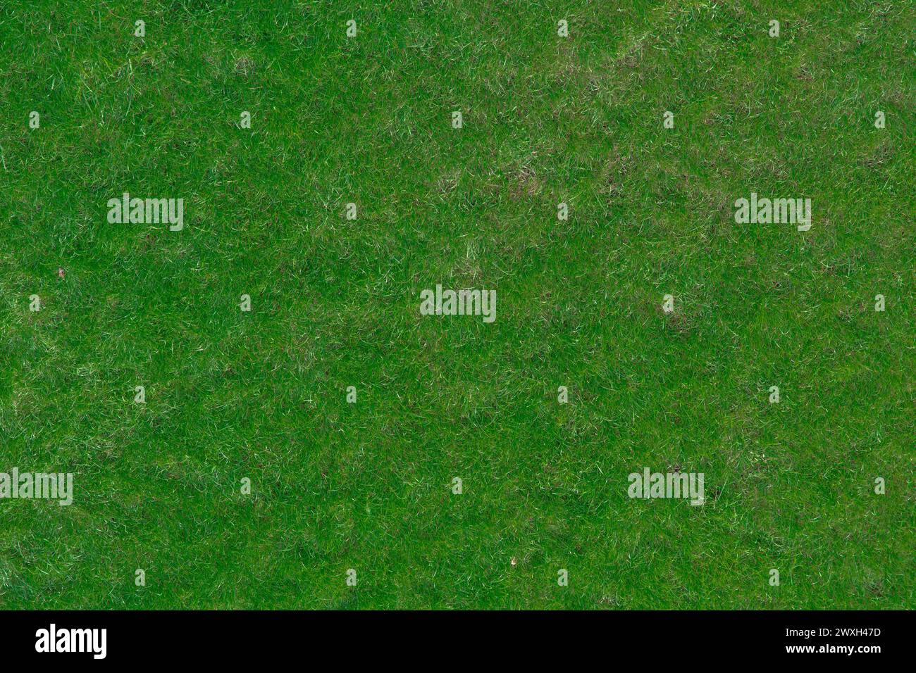 Green grass lawn verdant surface background texture natural nature ...