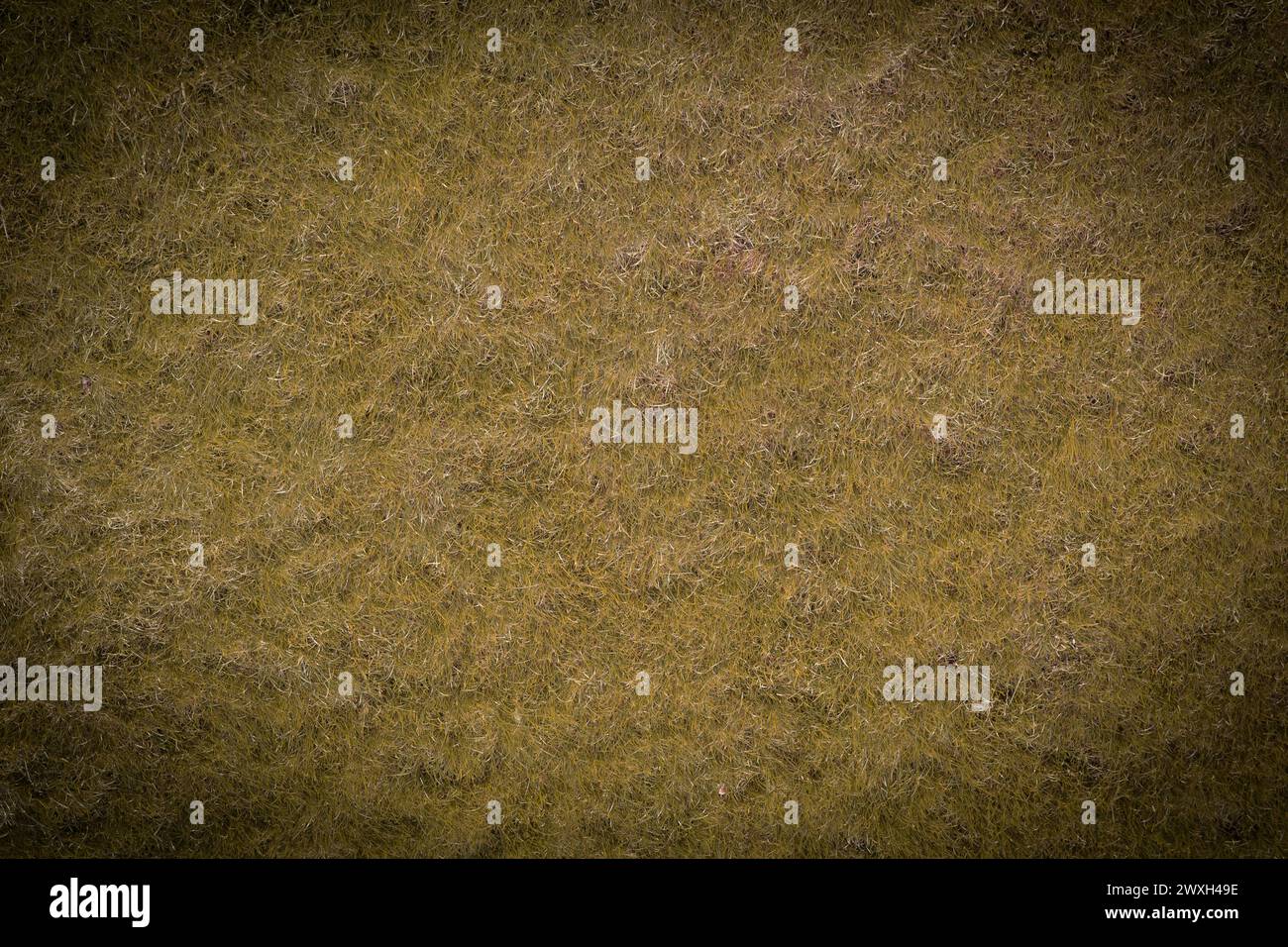 Yellowed old grass surface natural lawn abstract background texture ...