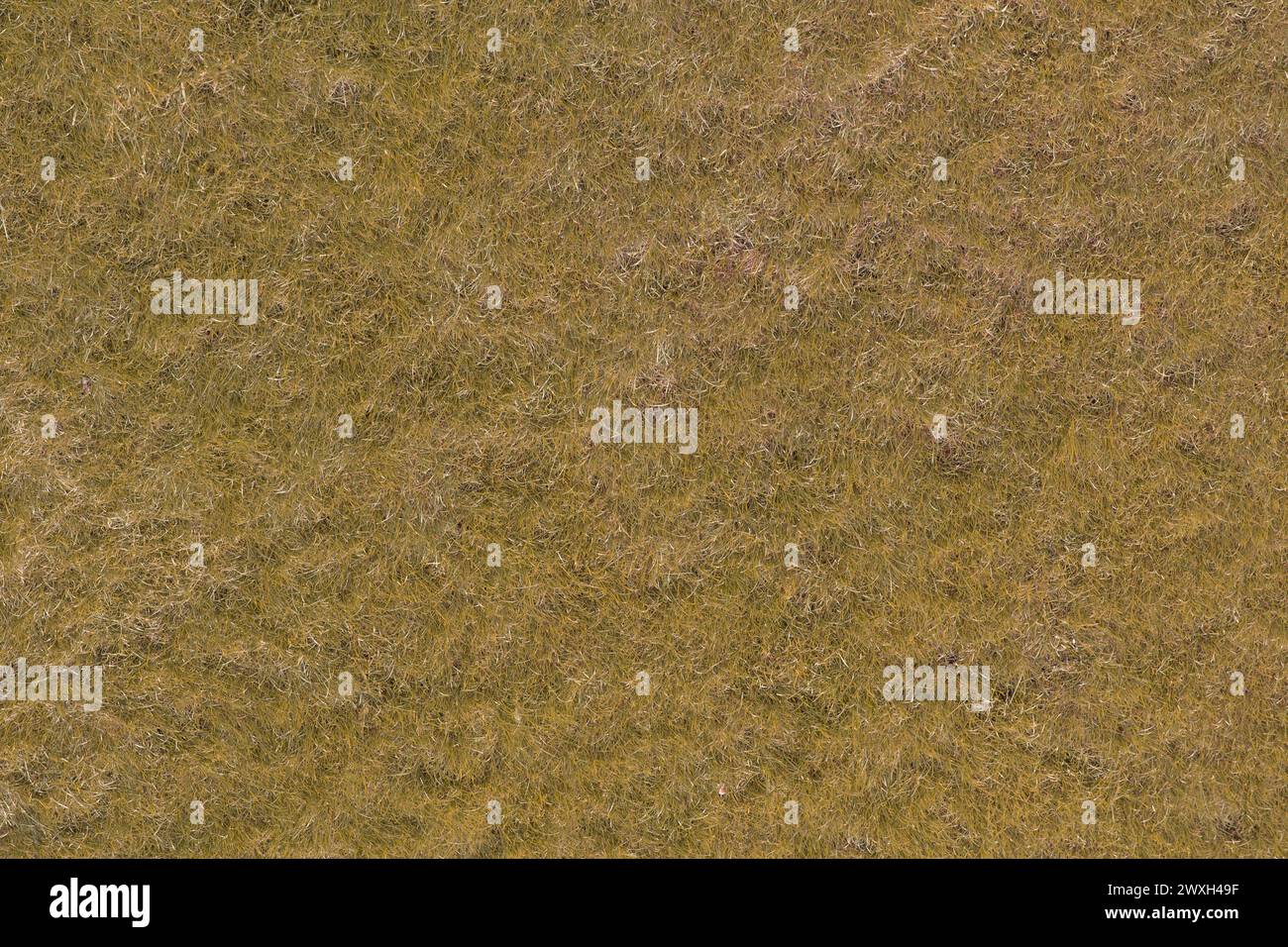 Yellowed old grass surface natural lawn abstract background texture ...