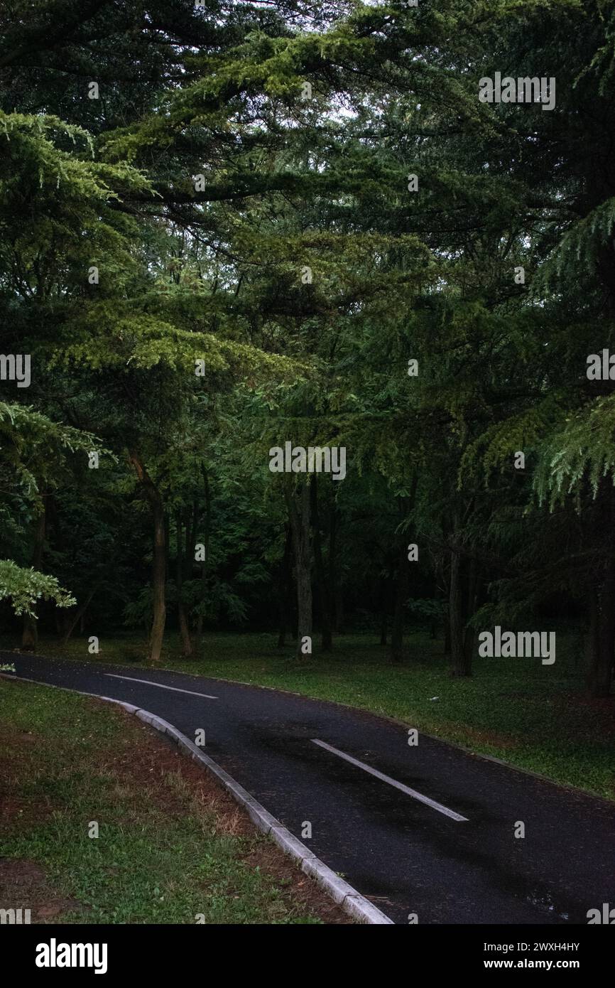 Path through conifer forest hi-res stock photography and images - Alamy