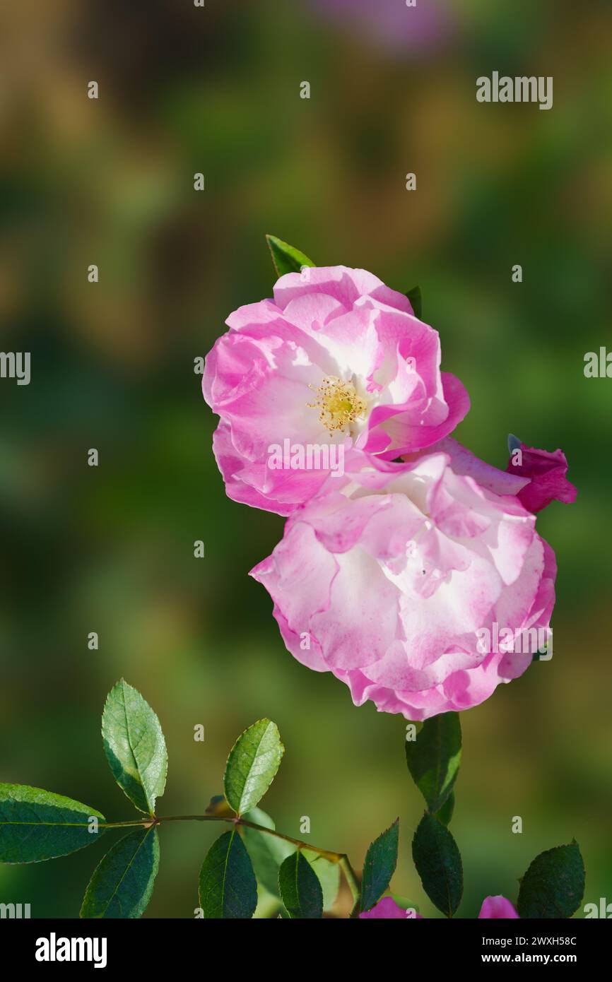 pink roses typically symbolise admiration, happiness, and love. More ...
