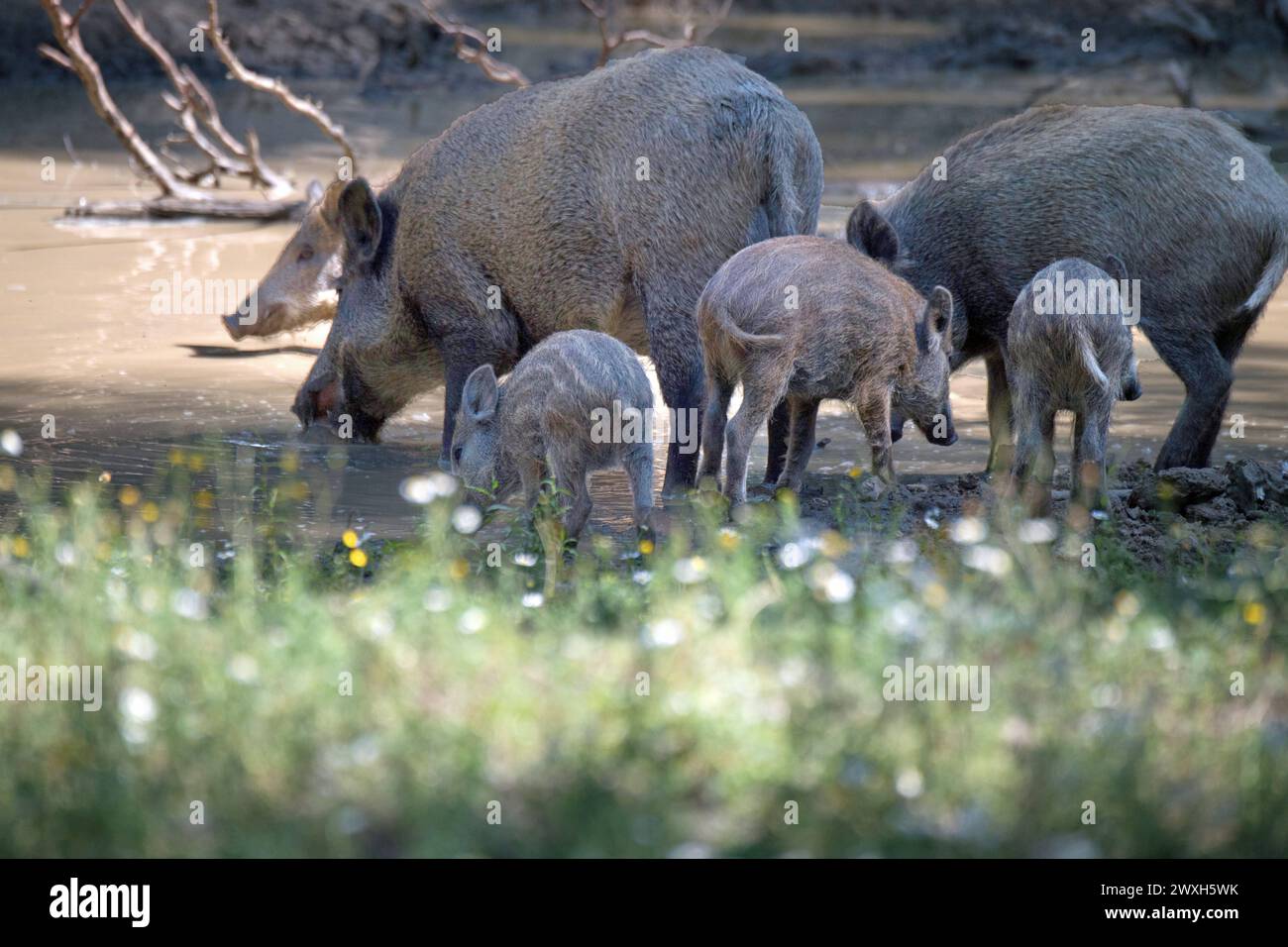Schwarzwild, Wildschweine, Suhle Wildschweine, Suhle, Sommer ...