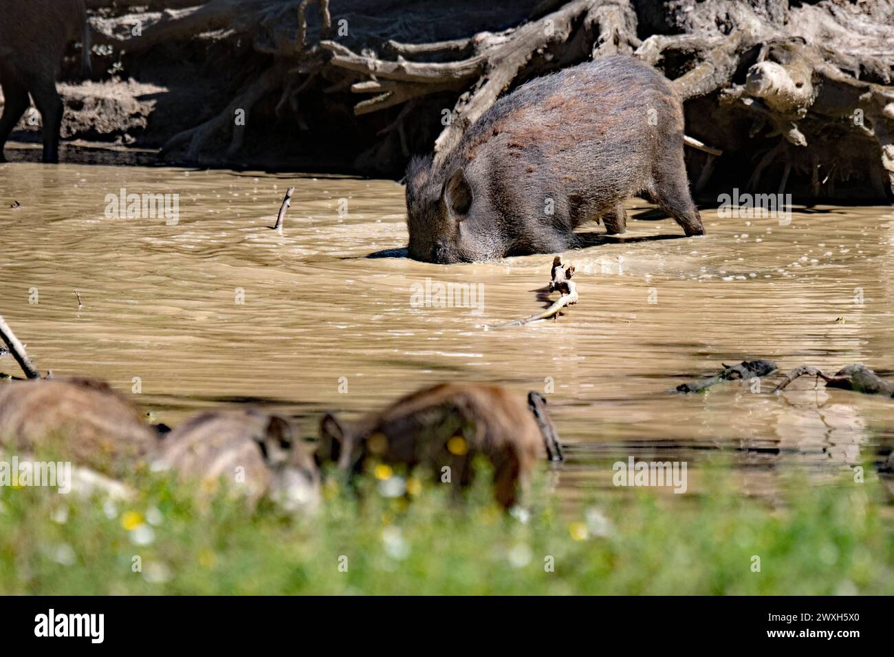 Schwarzwild, Wildschweine, Suhle Wildschweine, Suhle, Sommer ...