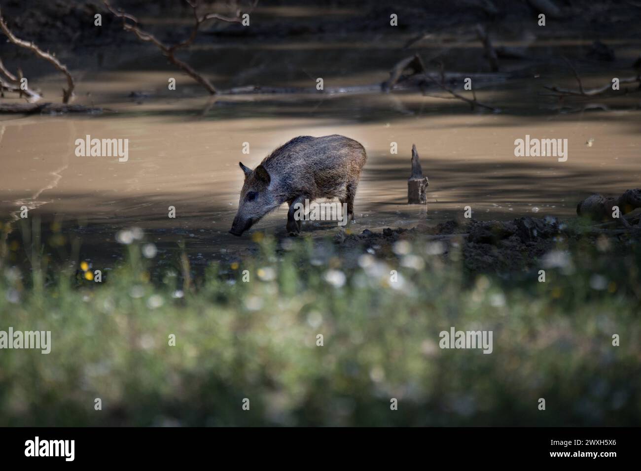 Schwarzwild, Wildschweine, Suhle Wildschweine, Suhle, Sommer ...