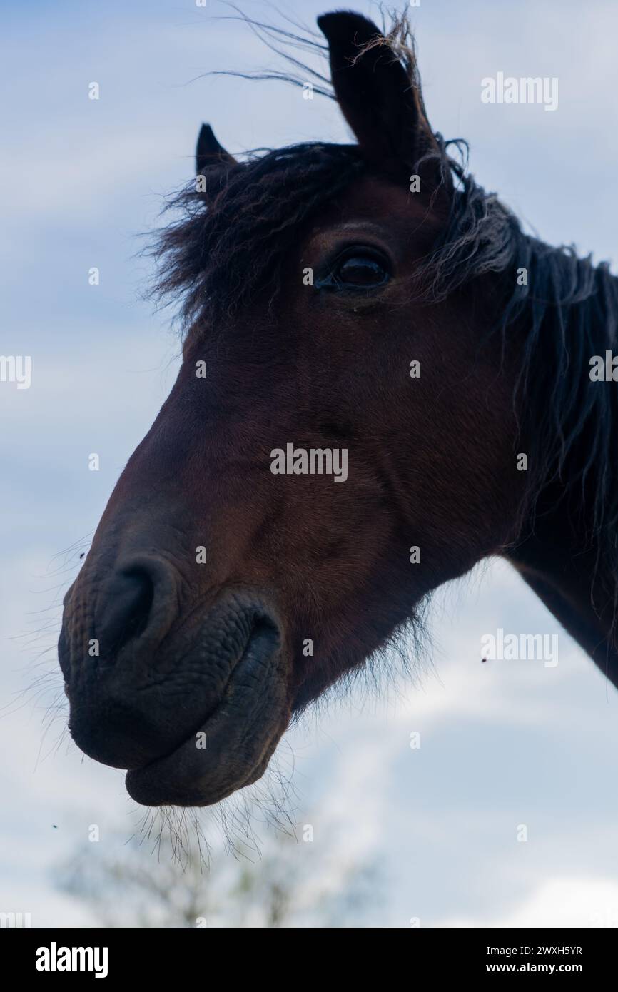 Horse characteristics hi-res stock photography and images - Alamy