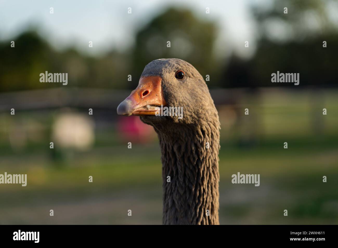 Goose face seen from up close Stock Photo - Alamy