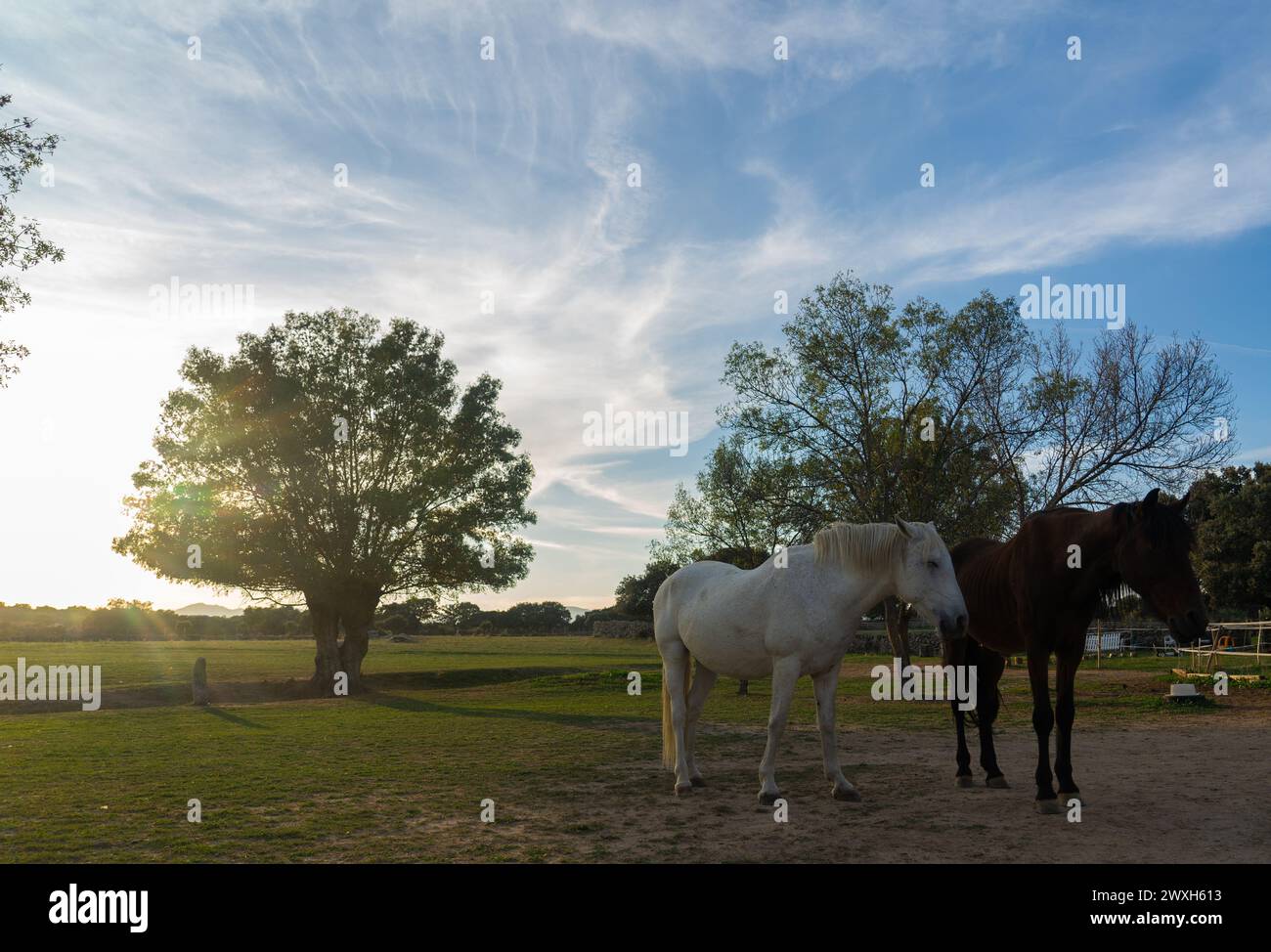 Idyllic countryside scene horses hi-res stock photography and images ...