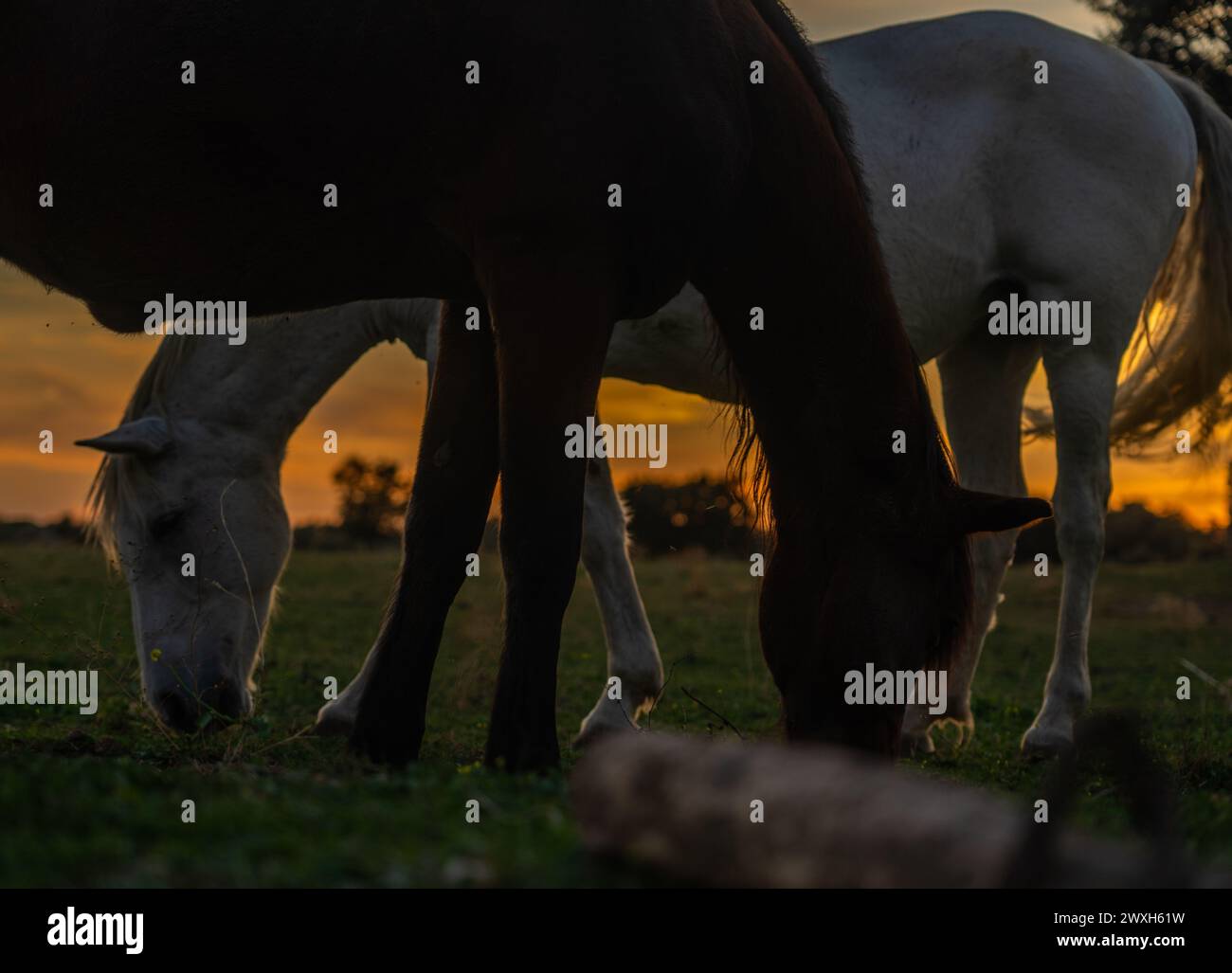 Two horses eating hi-res stock photography and images - Alamy