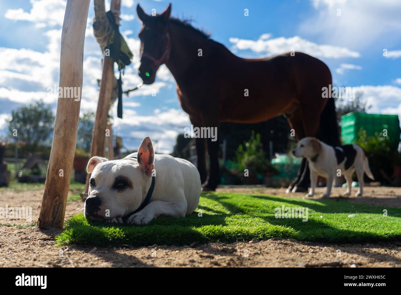 Two dogs and a horse on a farm Stock Photo - Alamy
