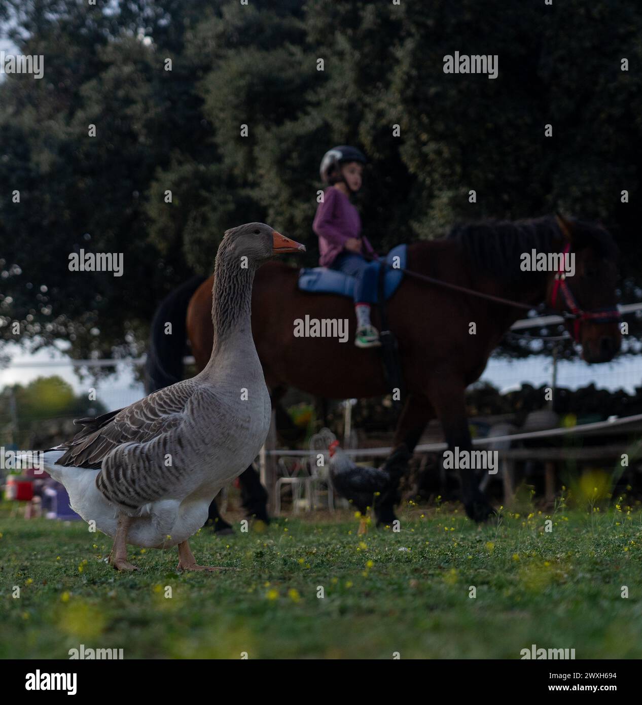 A boy riding a horse and a goose next to him Stock Photo - Alamy