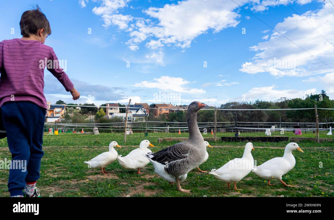 Geese ducks interacting in hi-res stock photography and images - Alamy
