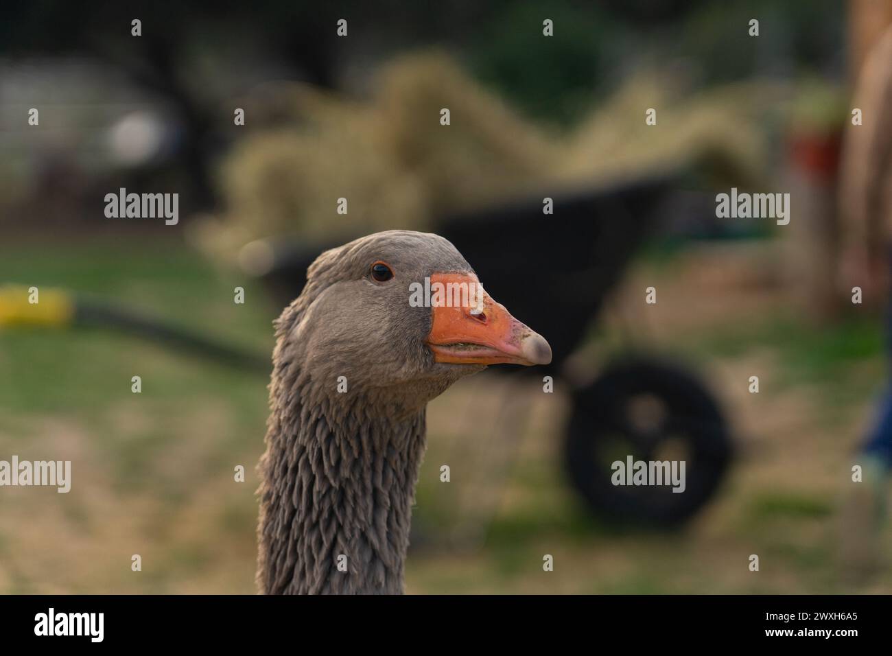 Close encounter with goose hi-res stock photography and images - Alamy