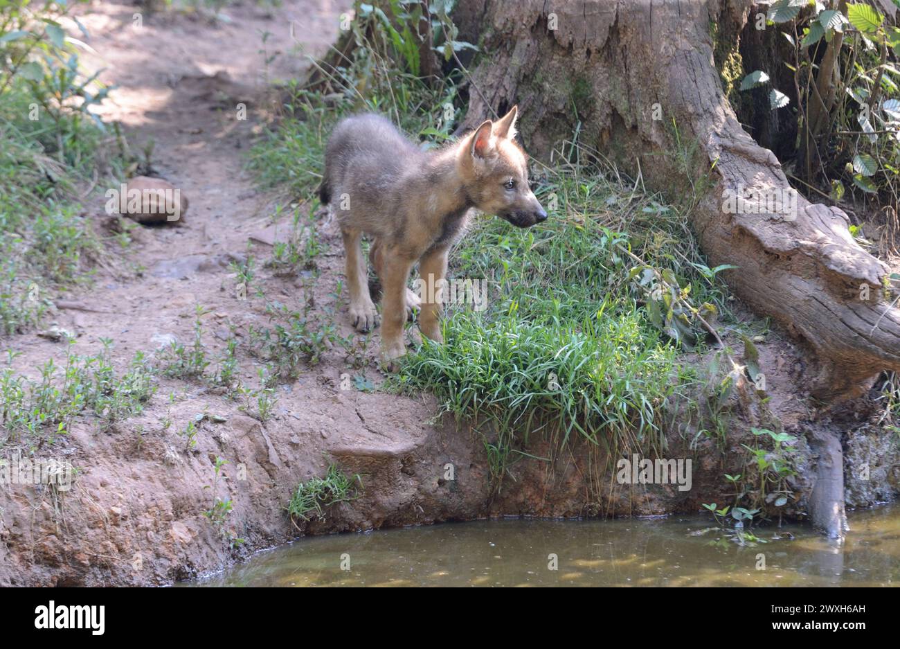 Wölfe im Sommer Wölfe Wölfe *** Wolves in summer Wolves Wolves Wolves ...