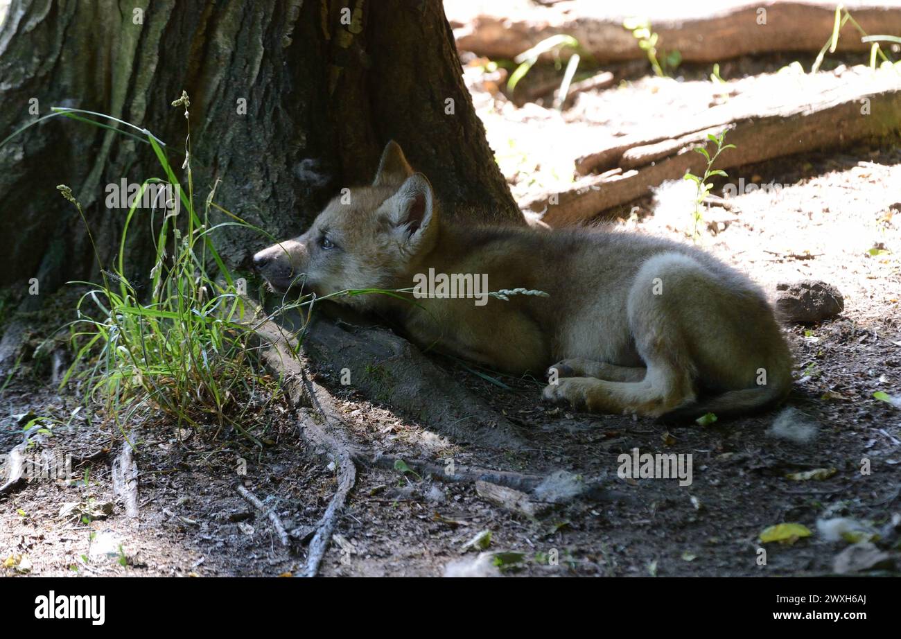 Wölfe im Sommer Wölfe Wölfe *** Wolves in summer Wolves Wolves Wolves ...