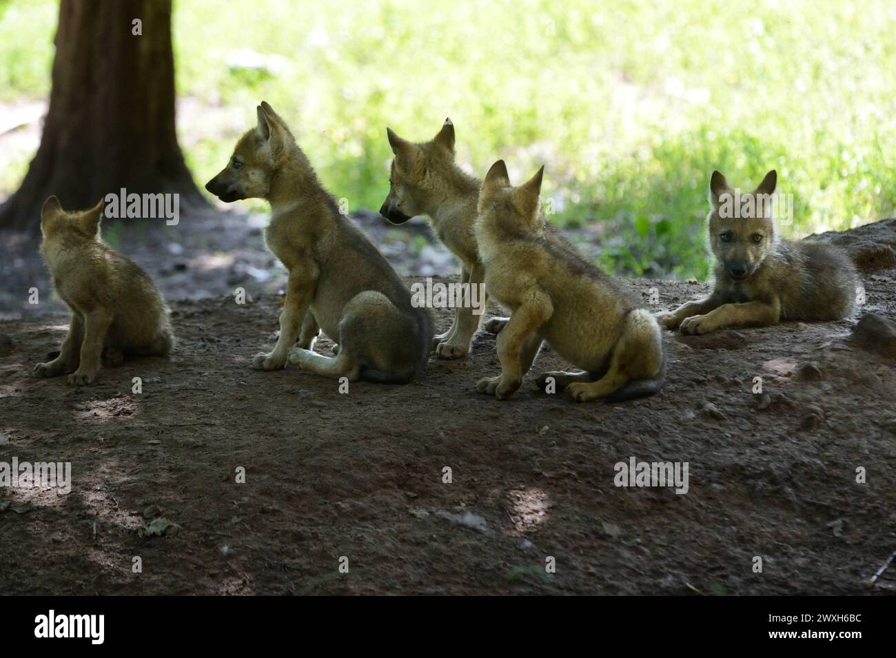 Wölfe im Sommer Wölfe Wölfe *** Wolves in summer Wolves Wolves Wolves ...