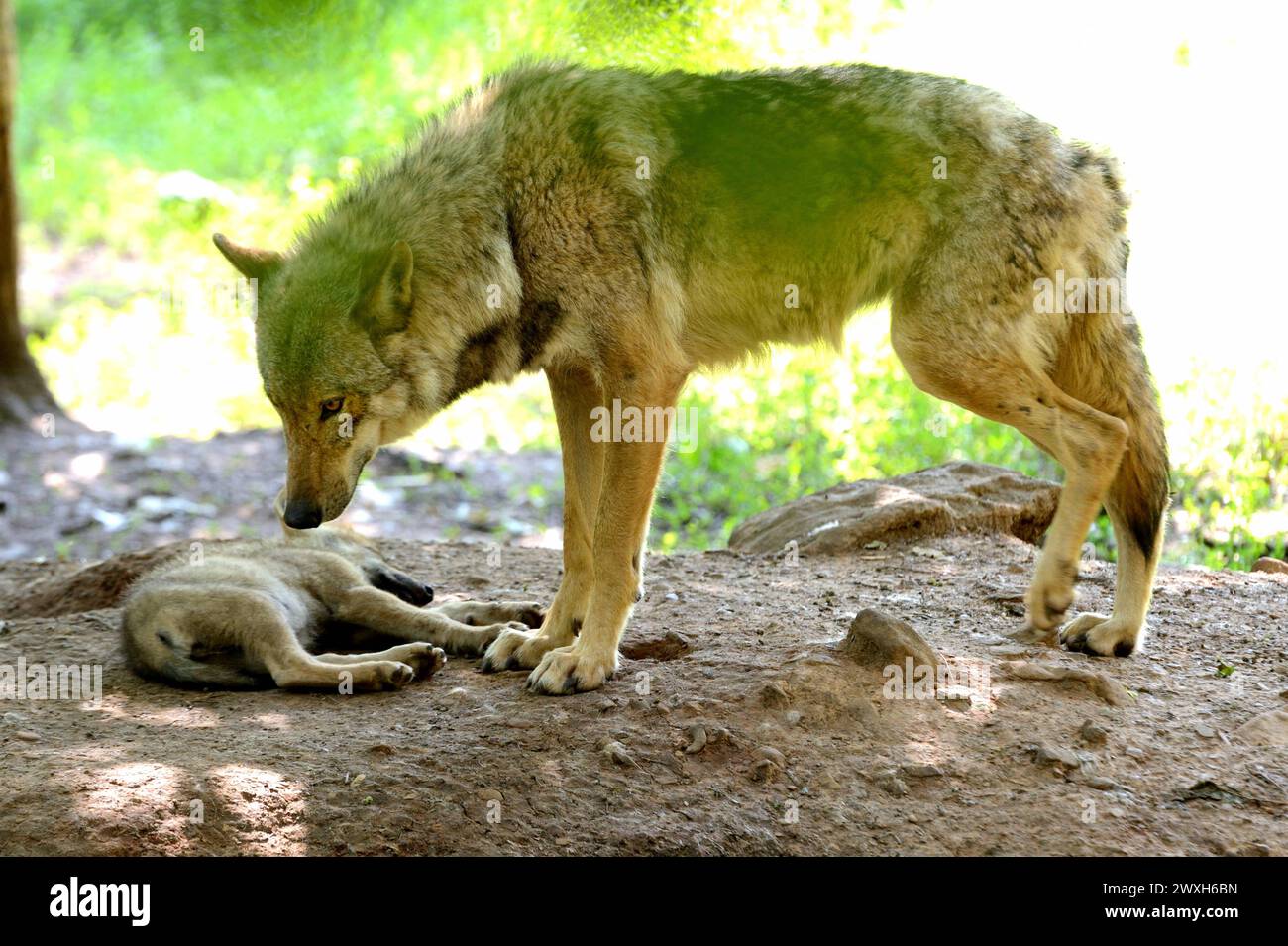 Wölfe im Sommer Wölfe Wölfe *** Wolves in summer Wolves Wolves Wolves ...