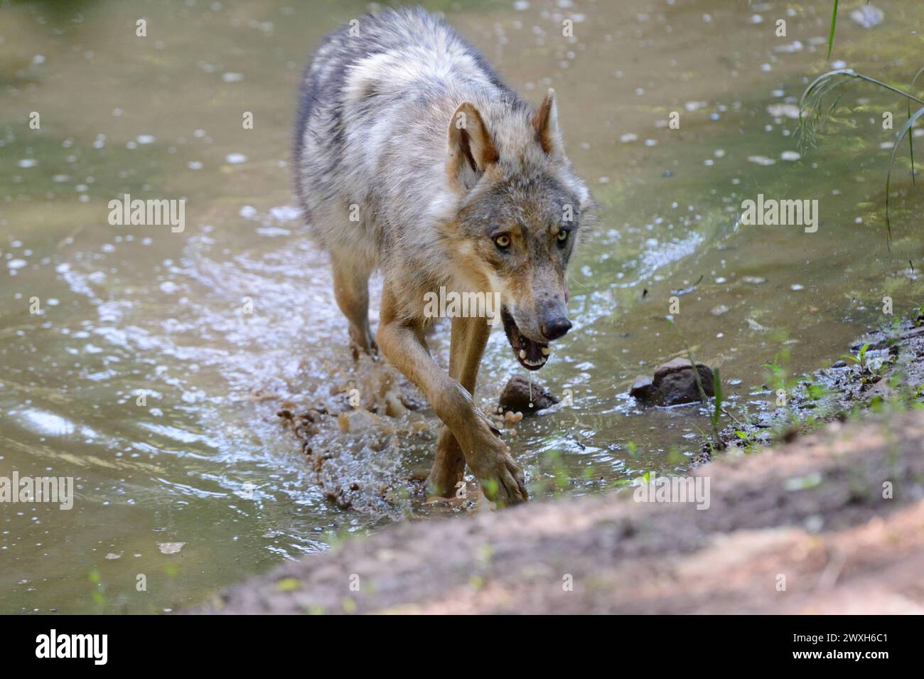 Endemische hi-res stock photography and images - Alamy