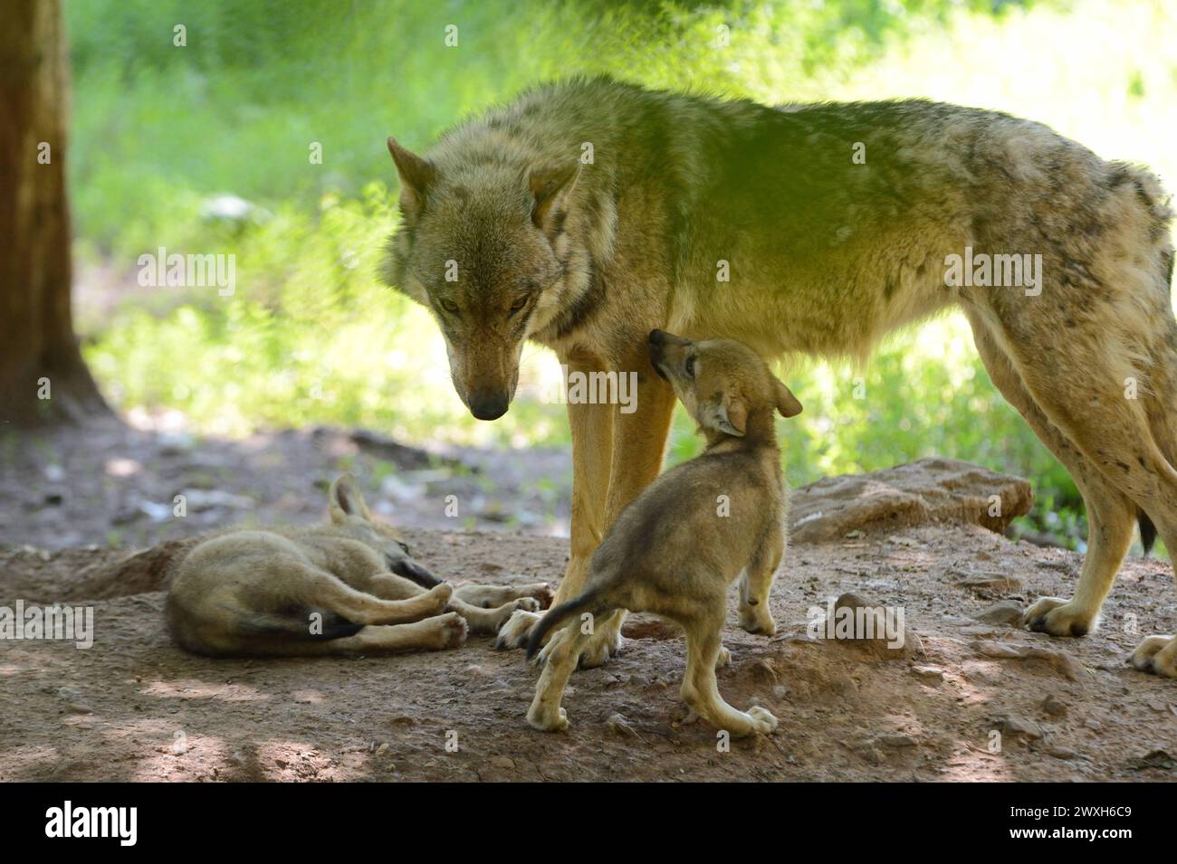 Wölfe im Sommer Wölfe Wölfe *** Wolves in summer Wolves Wolves Wolves ...