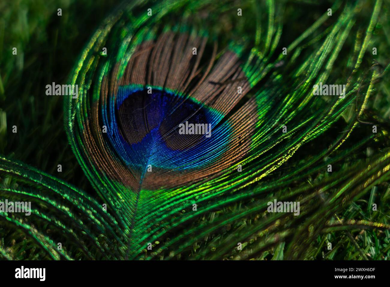 Peacock feather seen from up close Stock Photo - Alamy