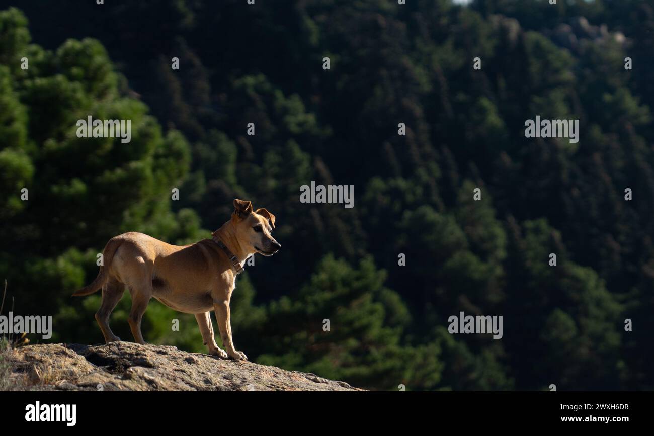 Dog on top of a mountain looking at the views, with a forest in the ...