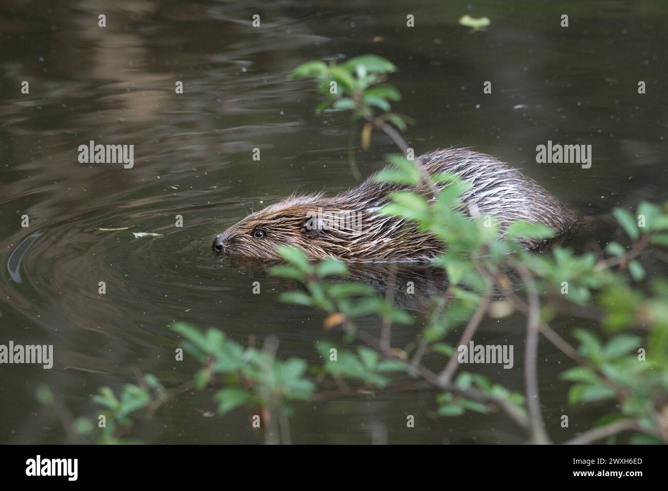 Biber Nagespuren Biber Biber im Wasser *** Beaver gnaw marks Beaver ...
