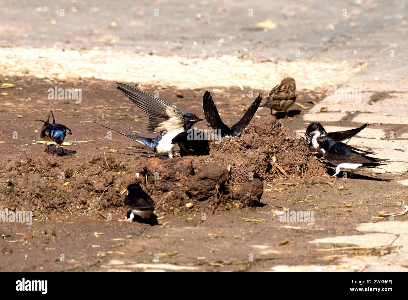 Schwalben Mehlschwalben Rauchschwalben *** Swallows House martins Barn ...