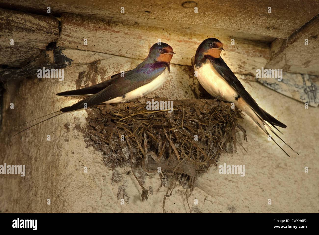 Schwalben Mehlschwalben Rauchschwalben *** Swallows House martins Barn ...