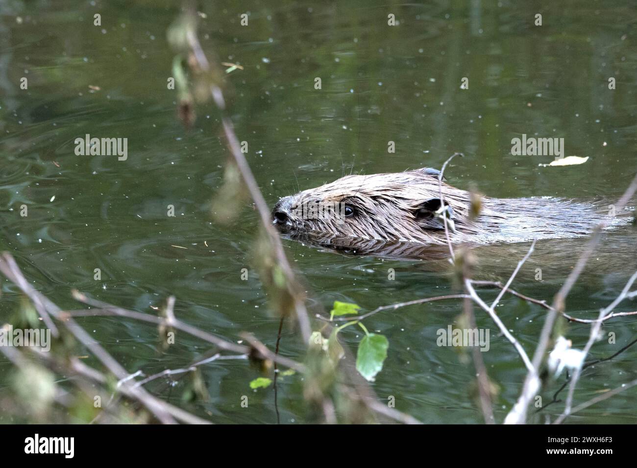 Biber Nagespuren Biber Biber im Wasser *** Beaver gnaw marks Beaver ...