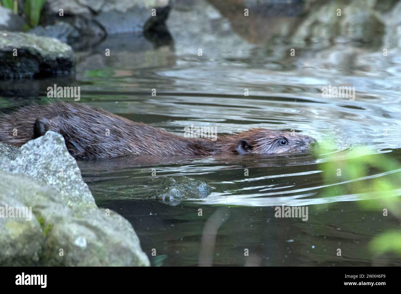 Biber Nagespuren Biber Biber im Wasser *** Beaver gnaw marks Beaver ...