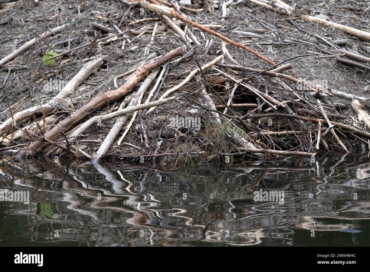 Biber Nagespuren Biber Biber im Wasser *** Beaver gnaw marks Beaver ...