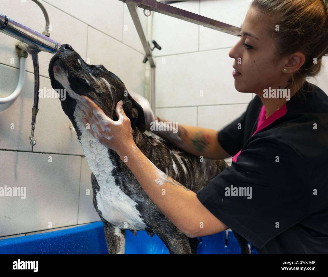 Dog spa session hi-res stock photography and images - Alamy