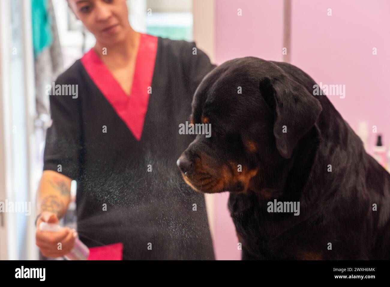 Dog grooming tools hi-res stock photography and images - Alamy
