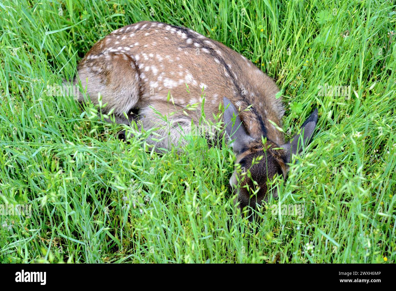 Hirschkälber im Gras Rothirschkälber Rotwildkälber *** Deer calves in ...