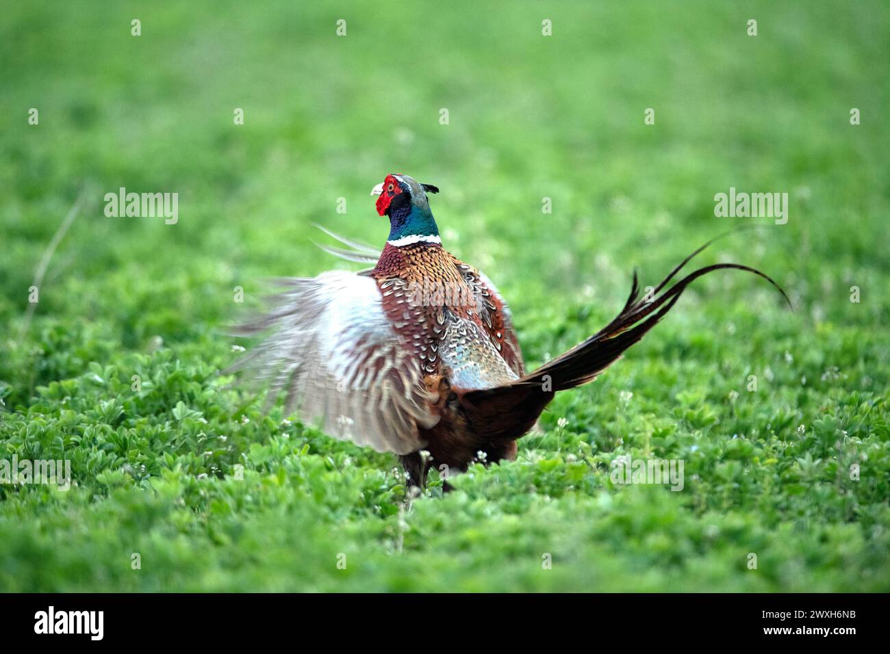 Fasan, Jagdfasan Fasan, Jagdfasan Fasan Balzzeit *** Pheasant, hunting ...
