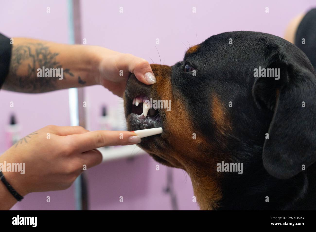 Women's hands brushing the teeth of a Rottweiler Stock Photo - Alamy