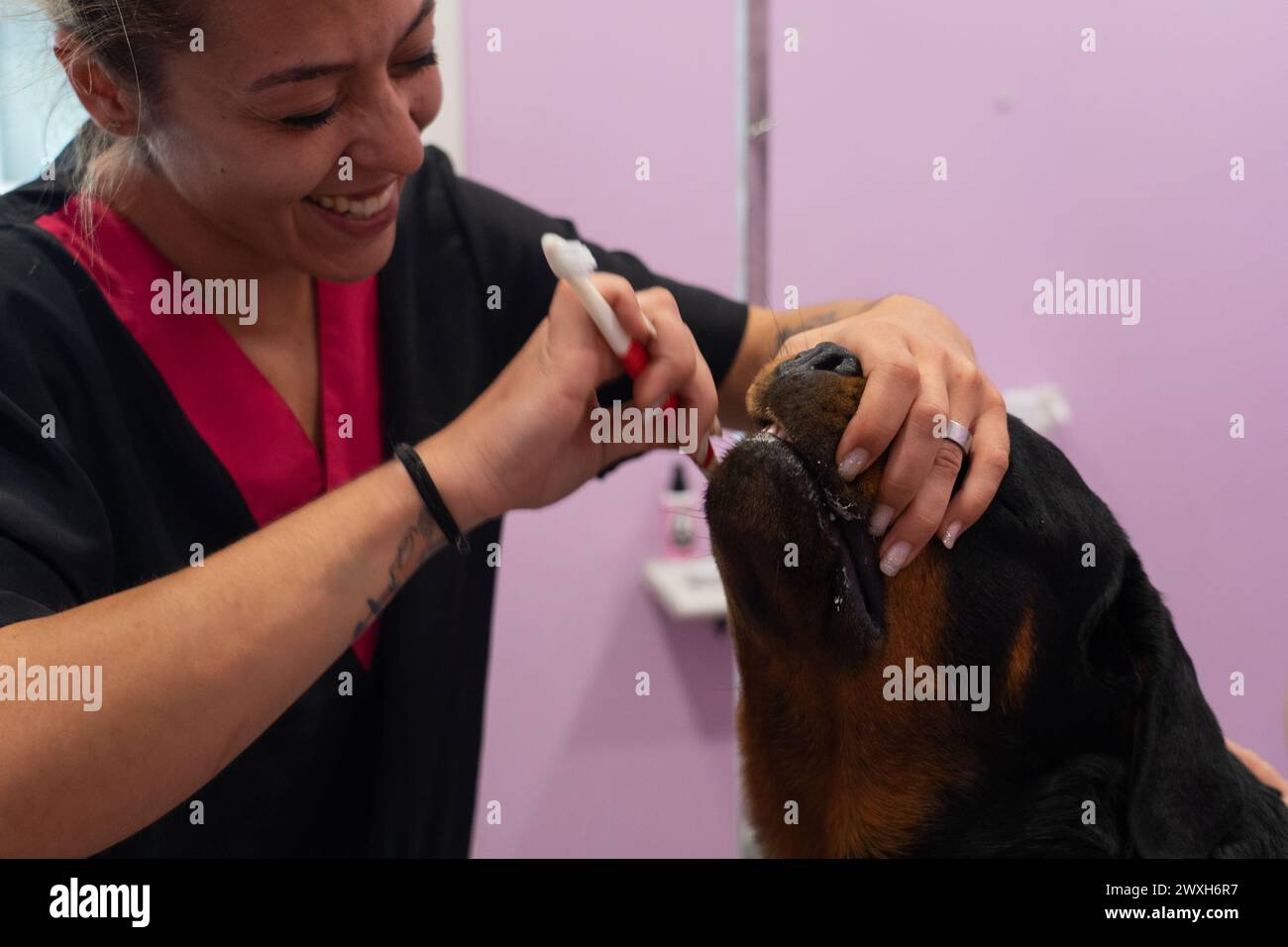 Canine groomer brushing a dog's teeth Stock Photo - Alamy