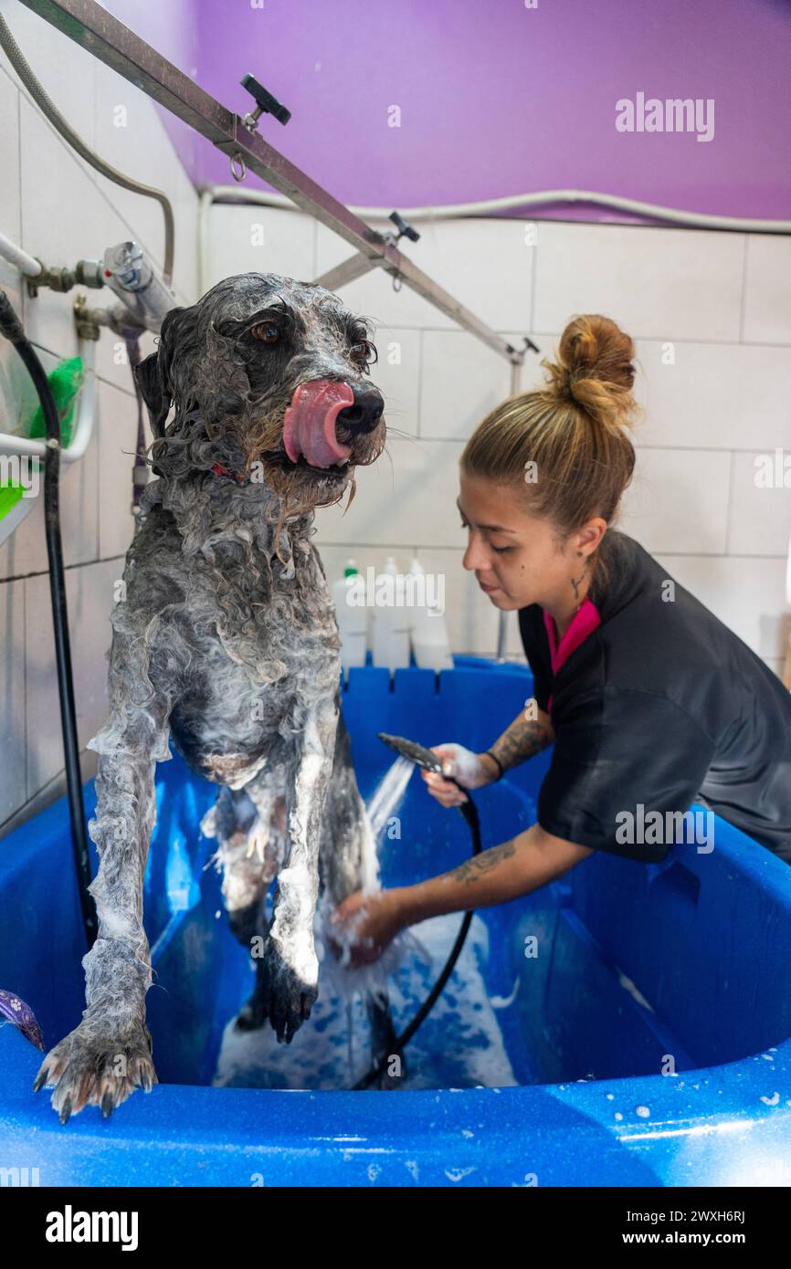 Dog groomer working bathing a dog Stock Photo - Alamy
