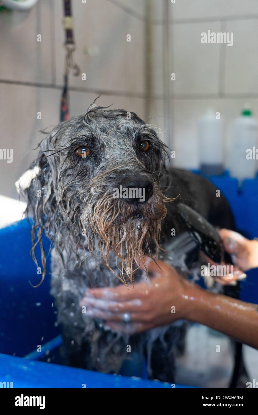Dog bathing in a dog groomer Stock Photo - Alamy