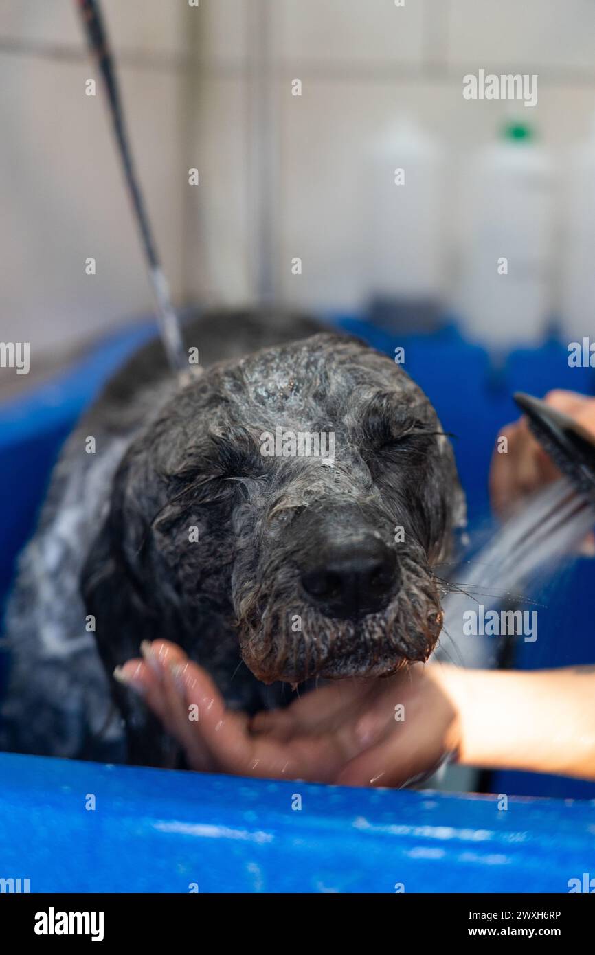 Dog spa session hi-res stock photography and images - Alamy