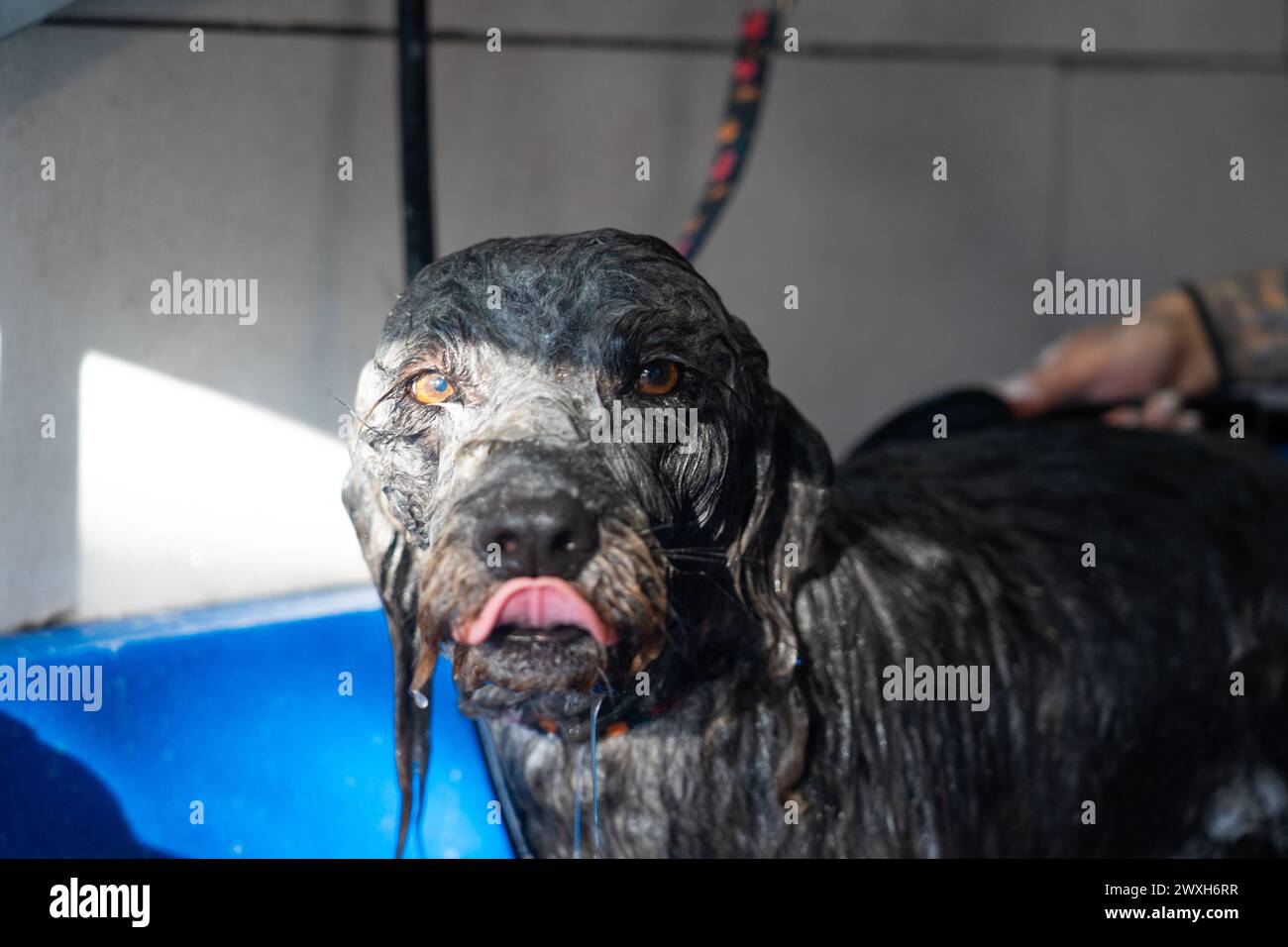 Wet Dog being bathed with soap and water in a dog grooming shop Stock ...