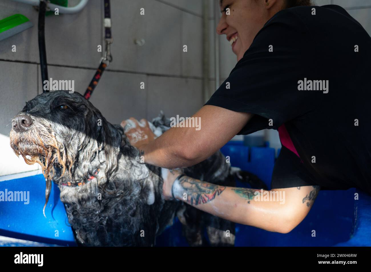 Canine groomer bathing a dog Stock Photo - Alamy