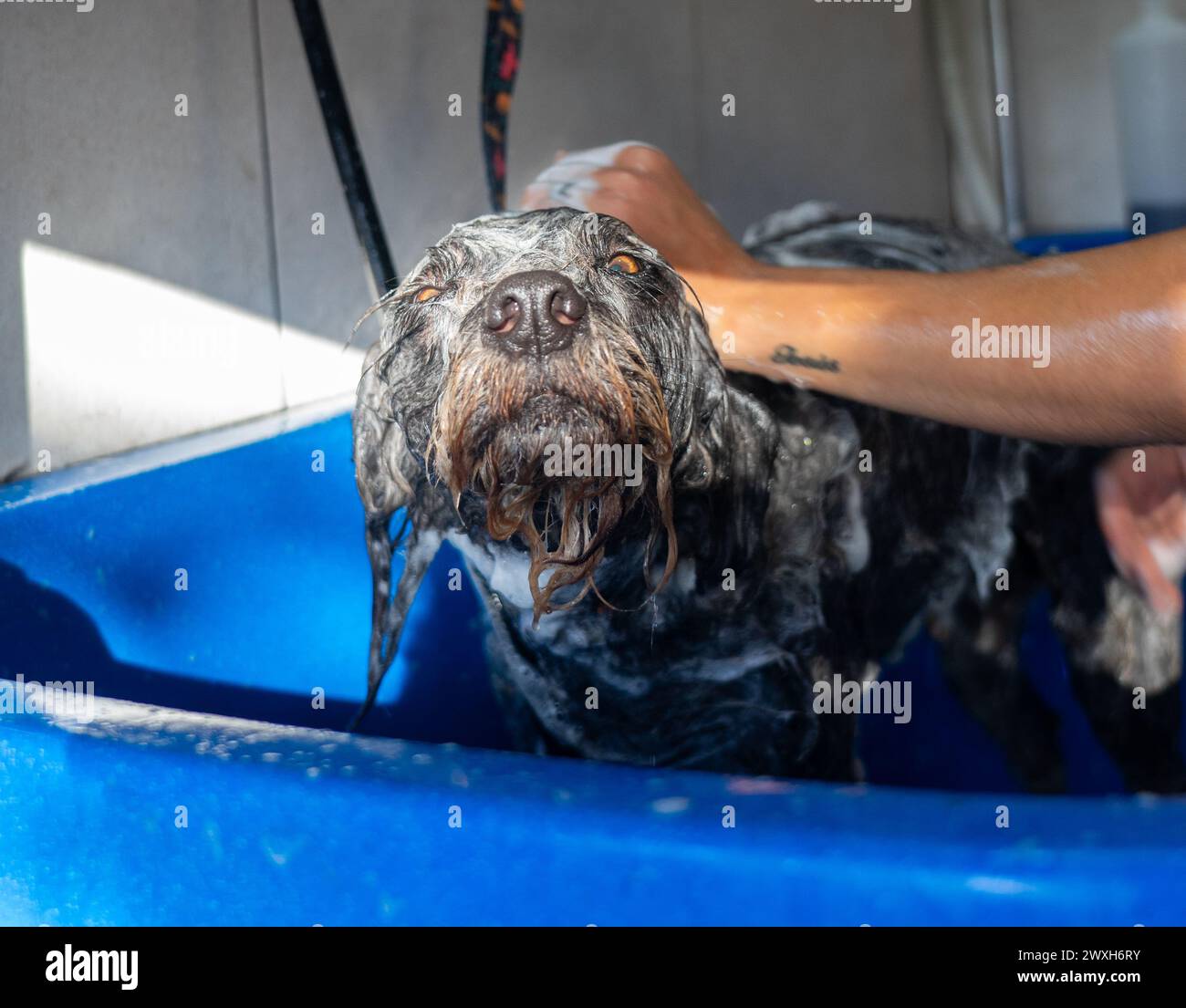 Dog spa session hi-res stock photography and images - Alamy
