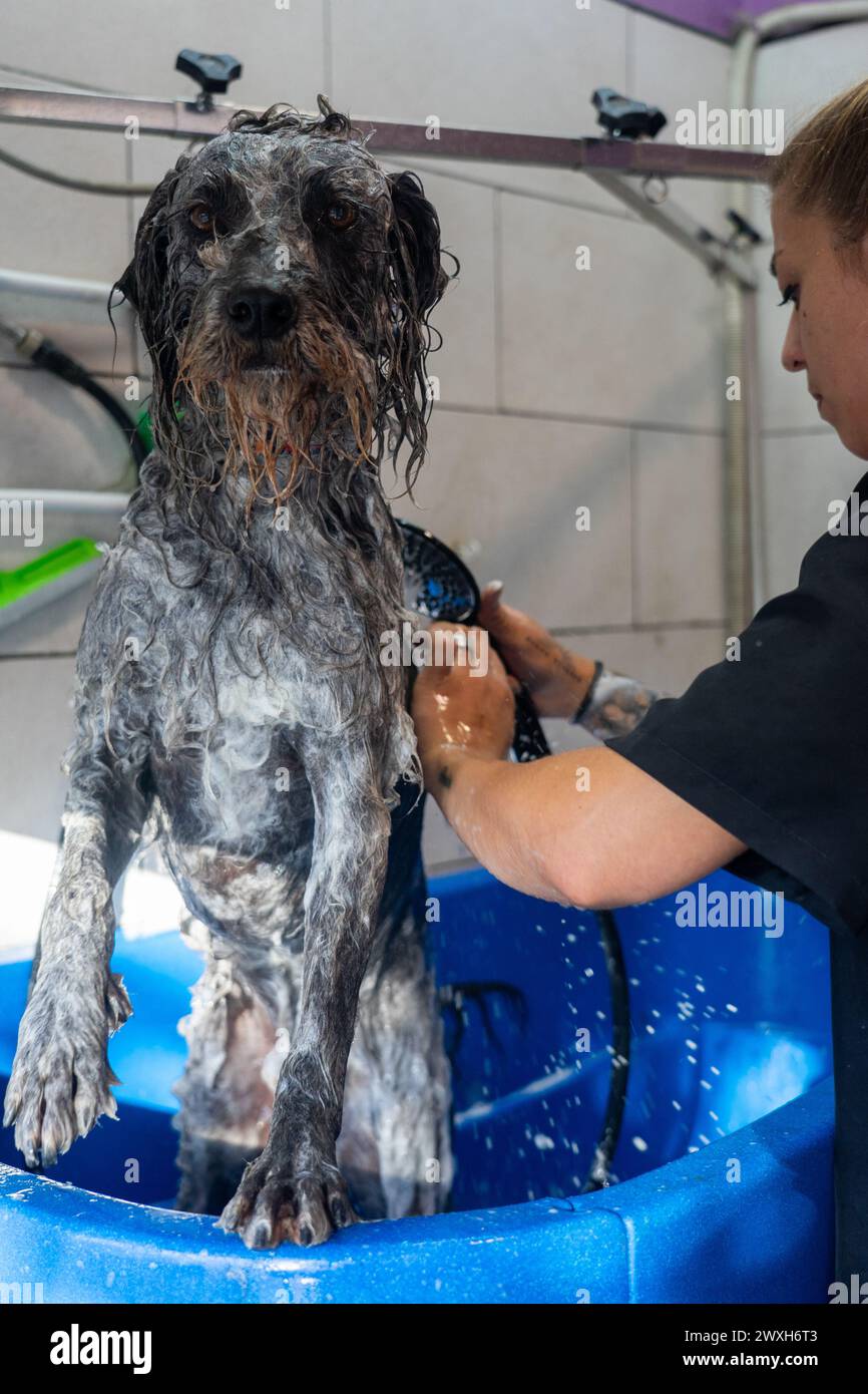 Woman bathing a dog in a dog groomer Stock Photo - Alamy