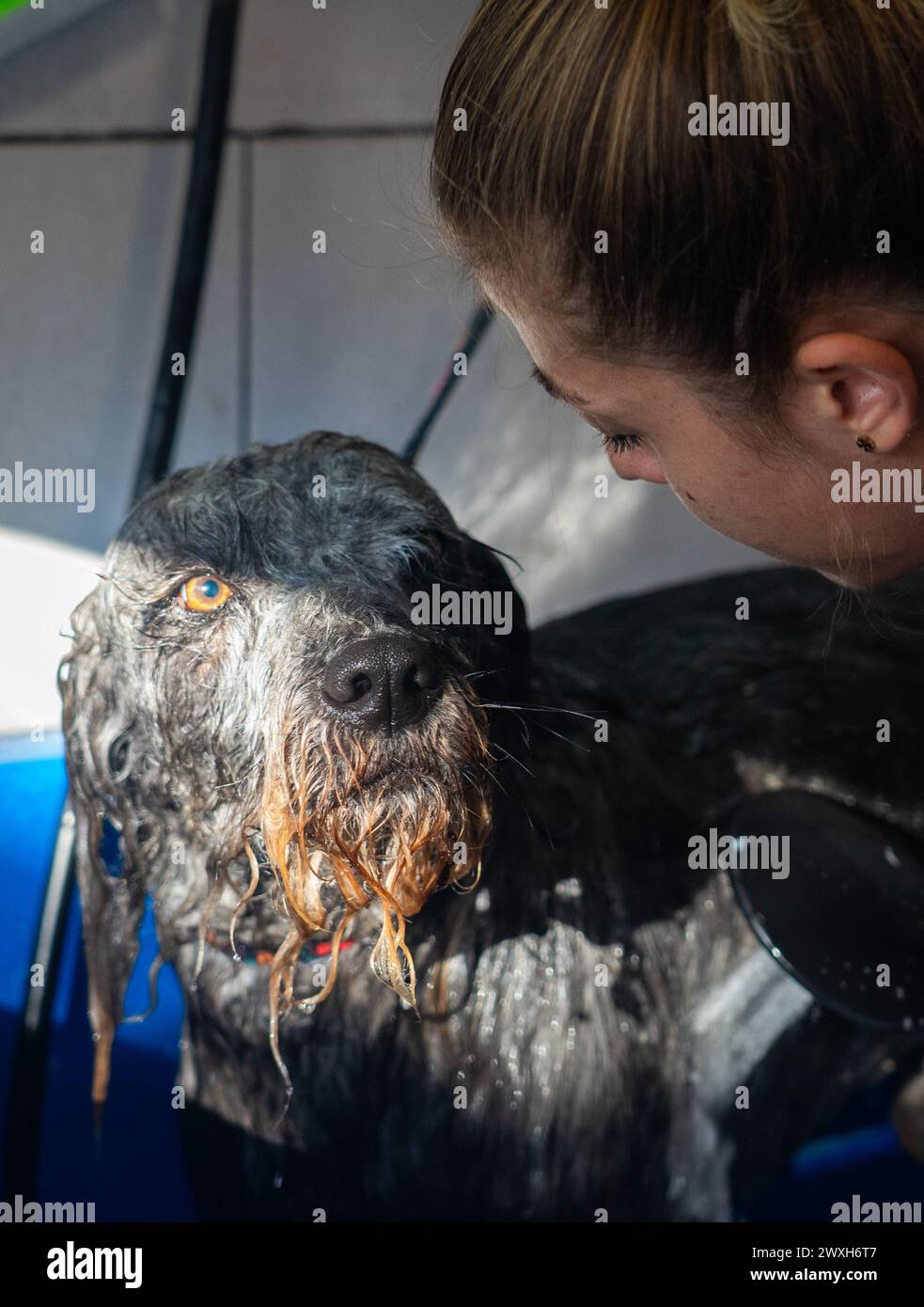 Dog spa session hi-res stock photography and images - Alamy