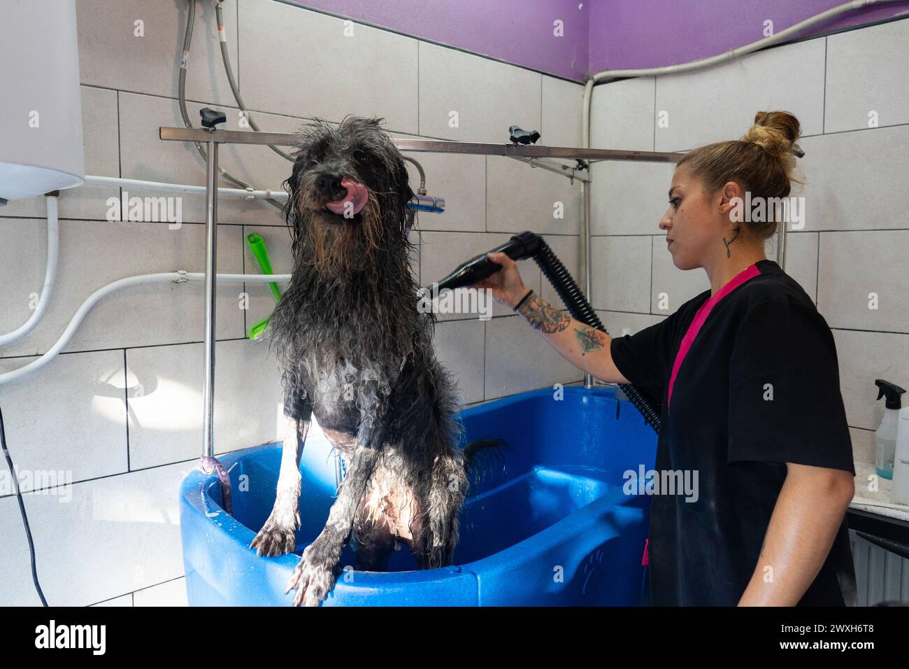 Professional groomer drying dogs hi-res stock photography and images ...
