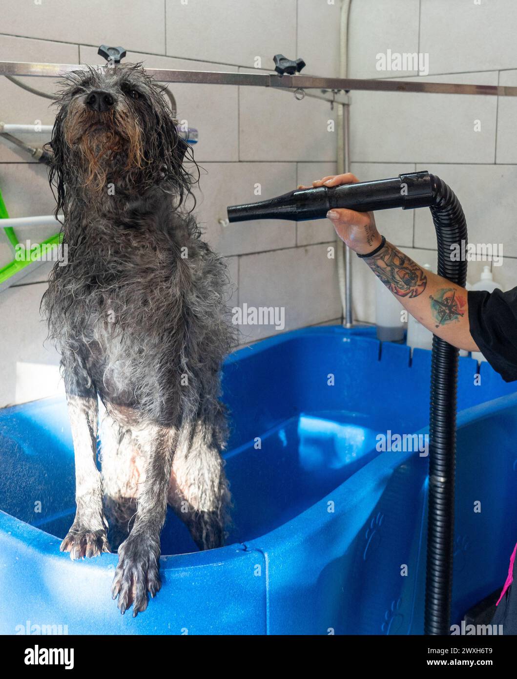 Dog drying its hair with an electric dryer Stock Photo - Alamy