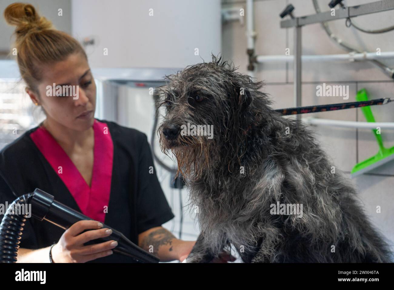 Freshly bathed dog hi-res stock photography and images - Alamy