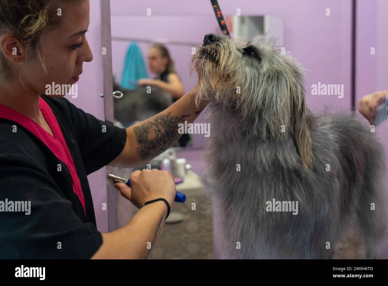 Canine groomer hi-res stock photography and images - Alamy