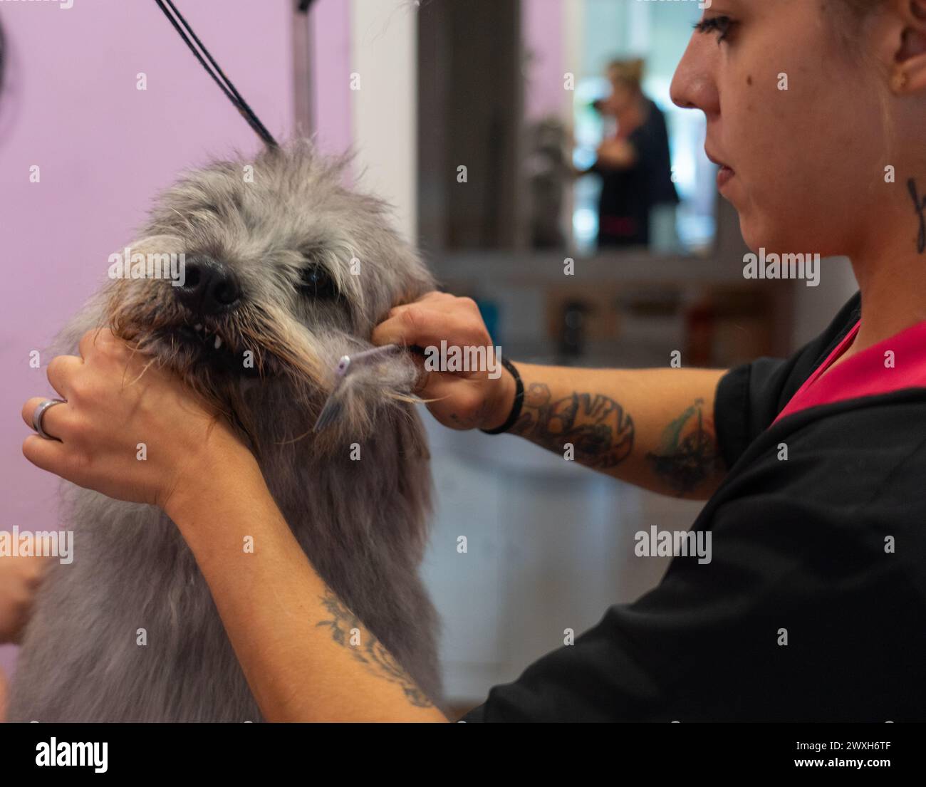 Dog coat maintenance hi-res stock photography and images - Alamy